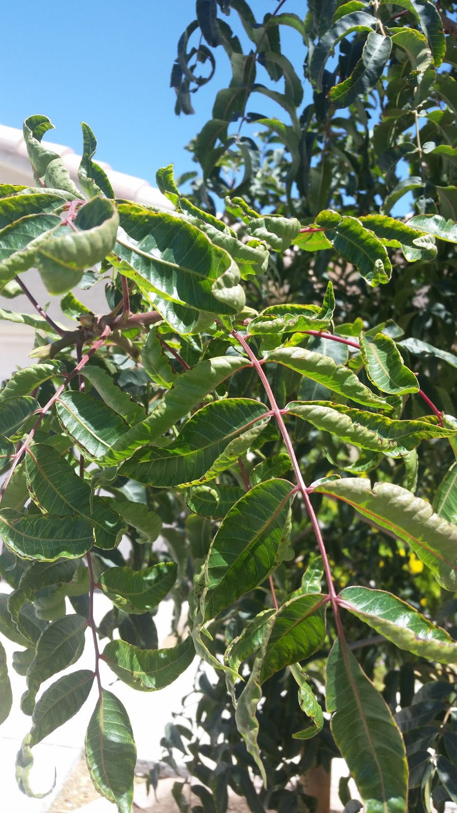 Pistachio Tree Leaves