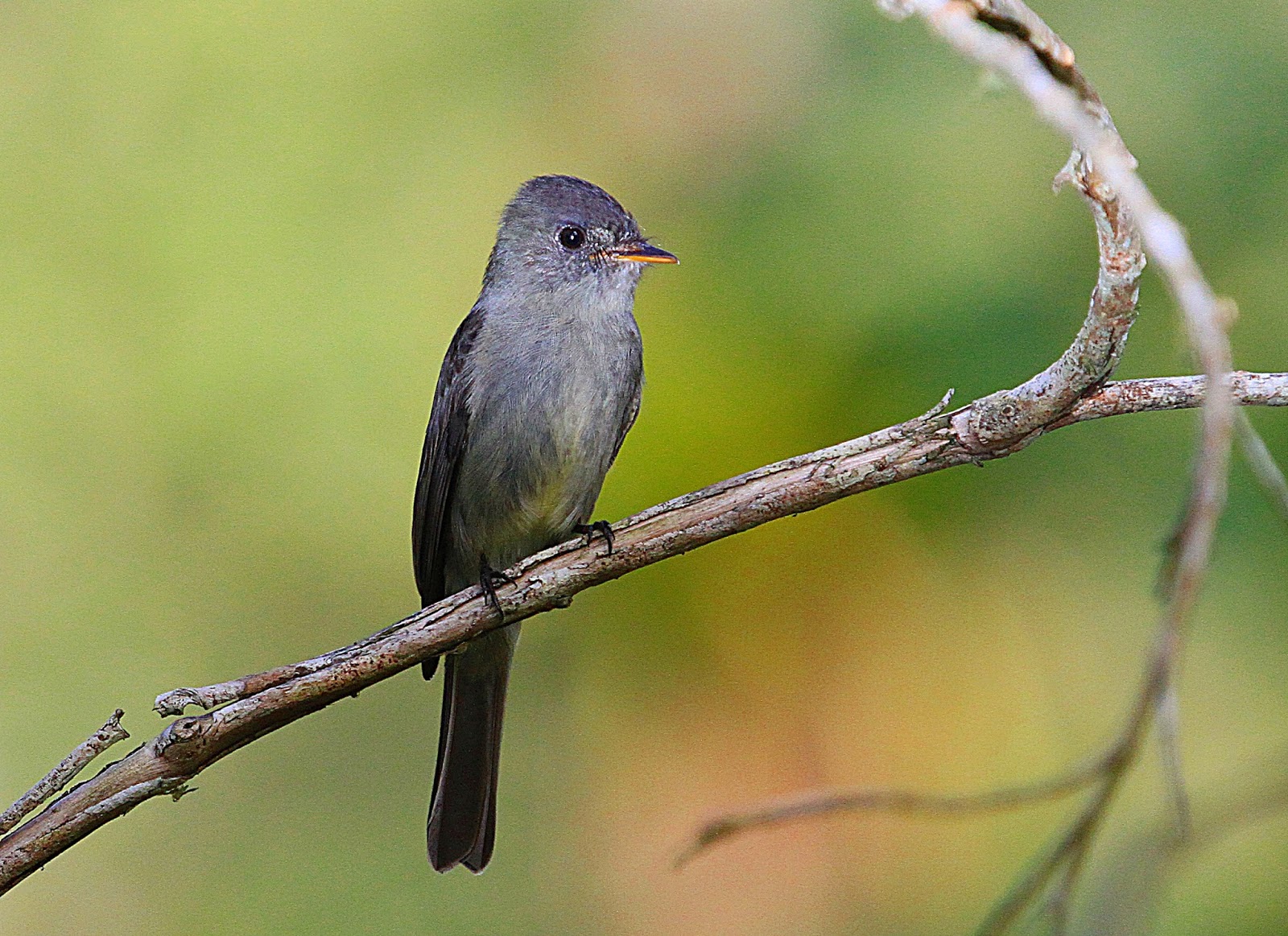 Bellas Aves de El Salvador: Contopus cinereus (papa-moscas, pibí o ...