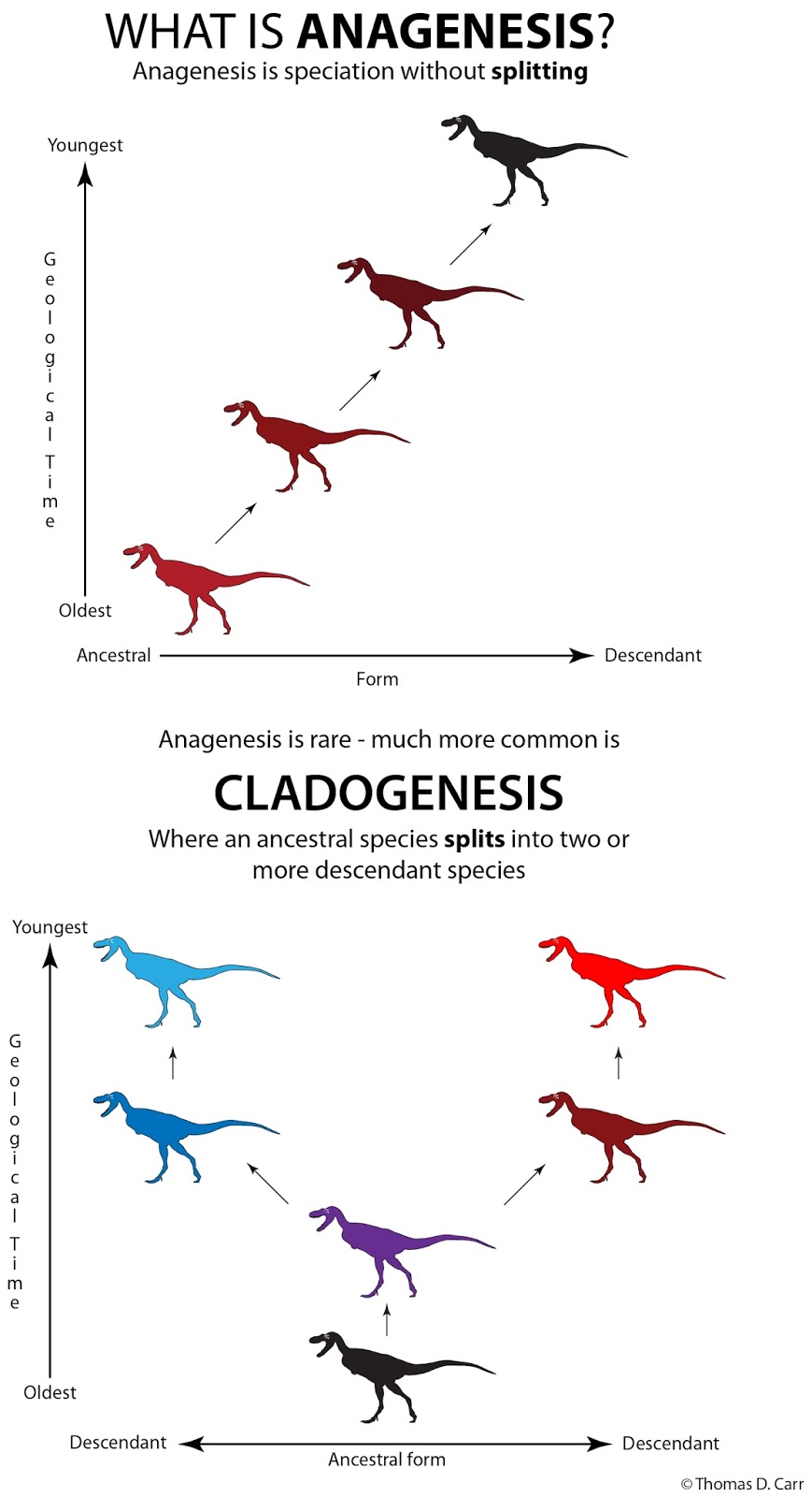 Tyrannosauroidea central: Introducing Daspletosaurus horneri, The Two ...