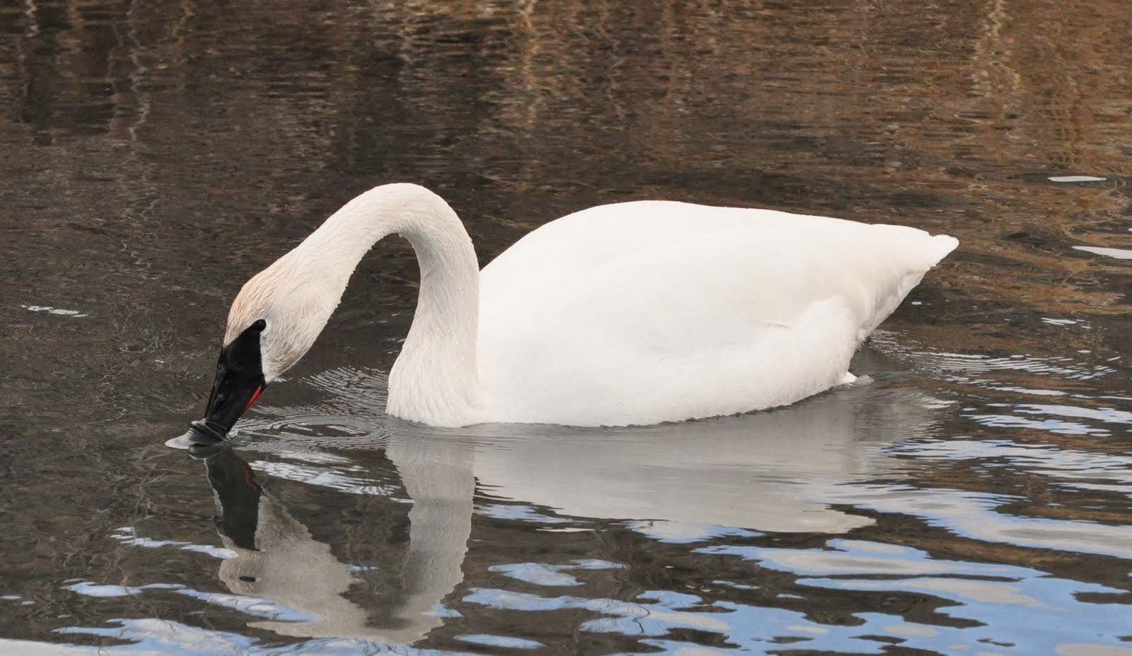 Birds of Madison County: Trumpeter Swan - year around residents of ...