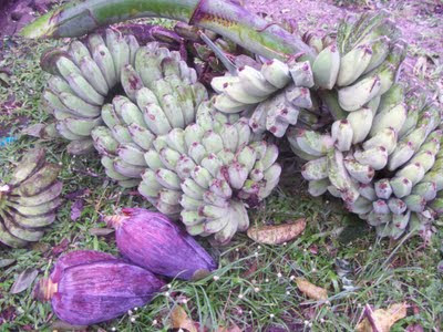 everything's herbed.....: WHB# 320 Nilagang Saging (Boiled Banana)