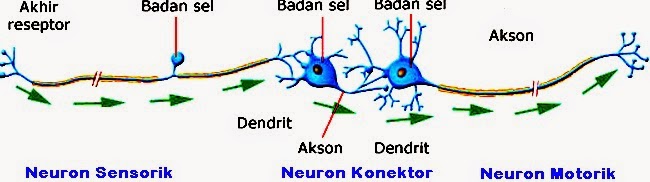 Macam-Macam Jenis Neuron Serta Fungsinya - Baca Online12