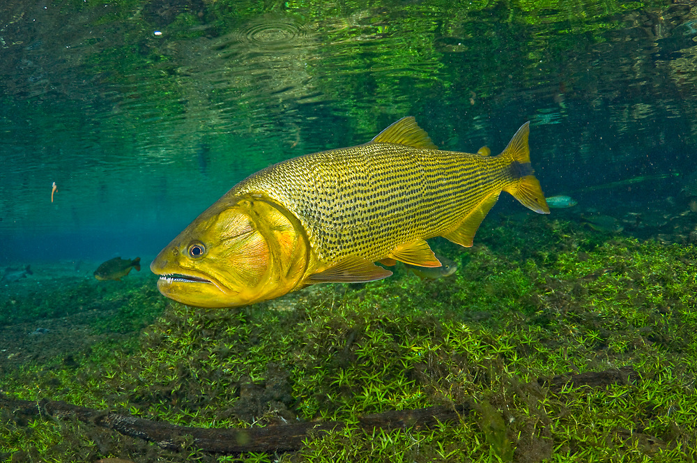 No Mar Profundo: Peixe