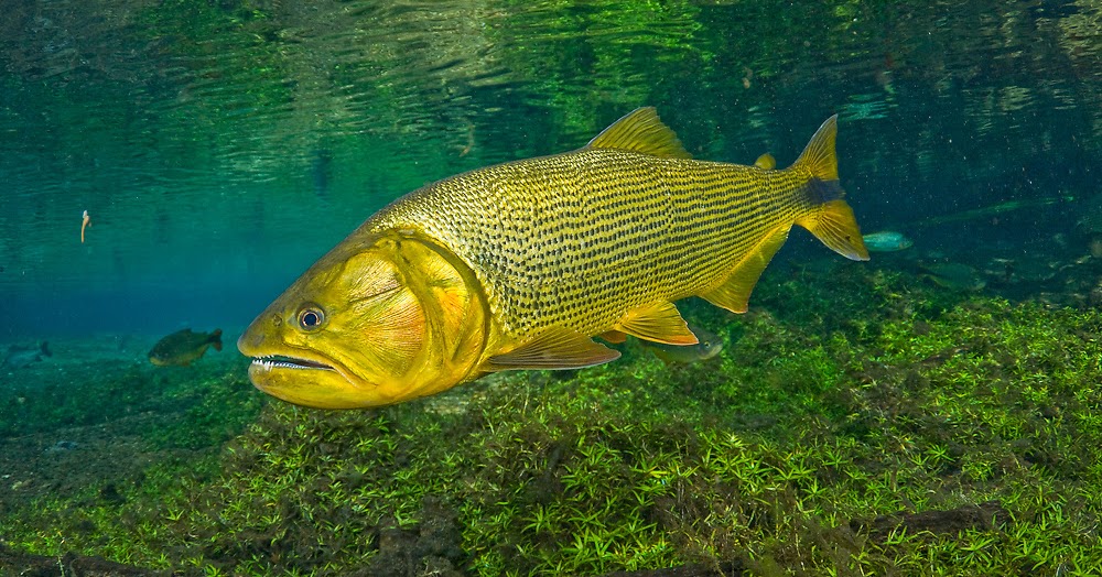 No Mar Profundo: Dourado - Salminus brasiliensis