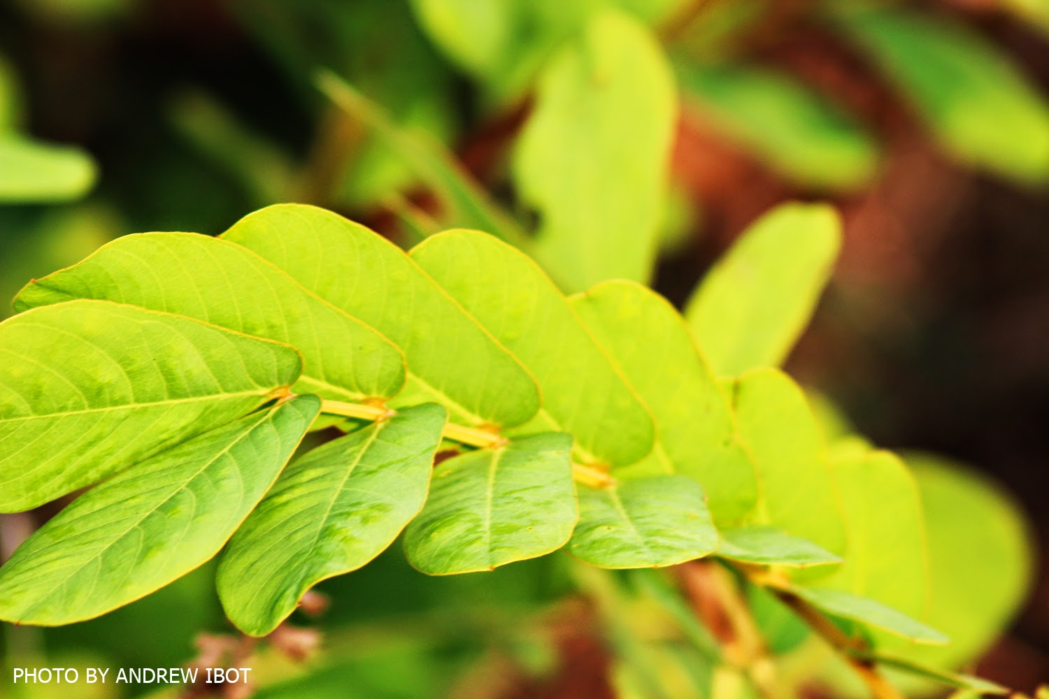 Ako si ANDREW IBOT!: Akapulko