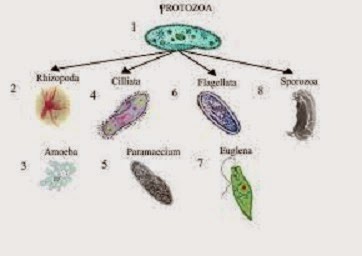 Protista Mirip Hewan