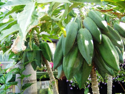 Fruit Warehouse: Babaco ( Vasconcellea × heilbornii )