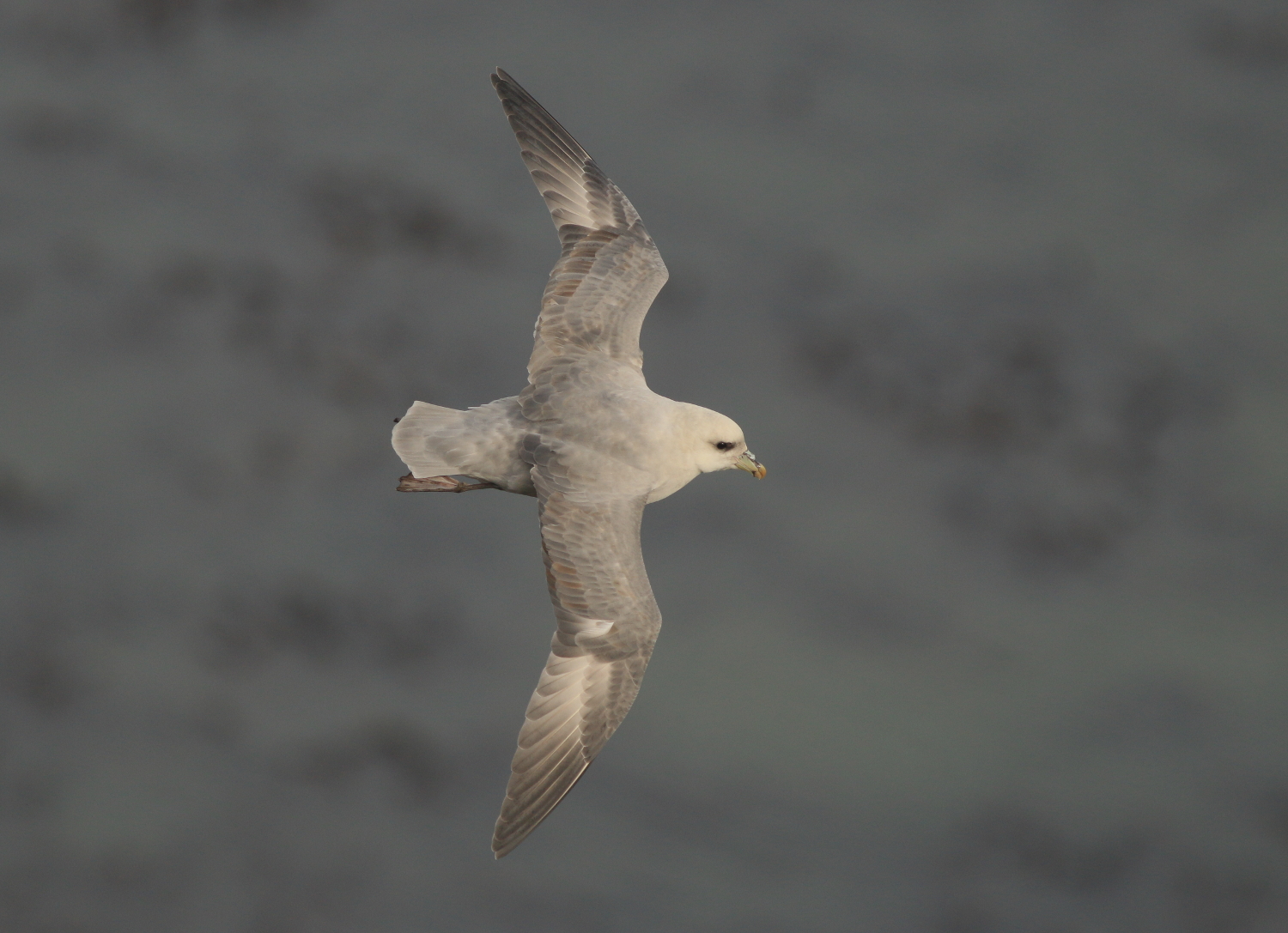 Mark James Pearson: Bird of the Week #1 - 'blue' Fulmar