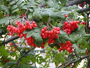 Compañeros de viaje: Serbal silvestre (Sorbus aucuparia)