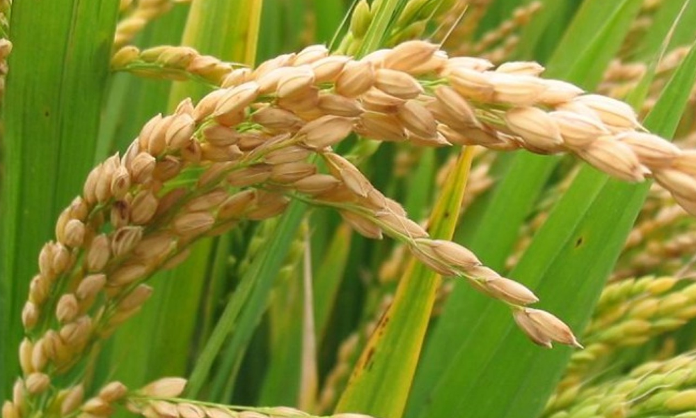 Mga Kwento ng Alamat sa Pilipinas: Dalawang Bersiyon ng Kwento ng ...