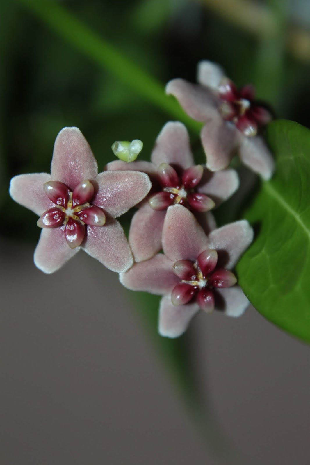 Hoyapassion: Hoya rubida