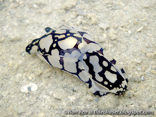 tHE tiDE cHAsER: Headshield Slugs (Phylum Mollusca: Clade Cephalaspidea ...