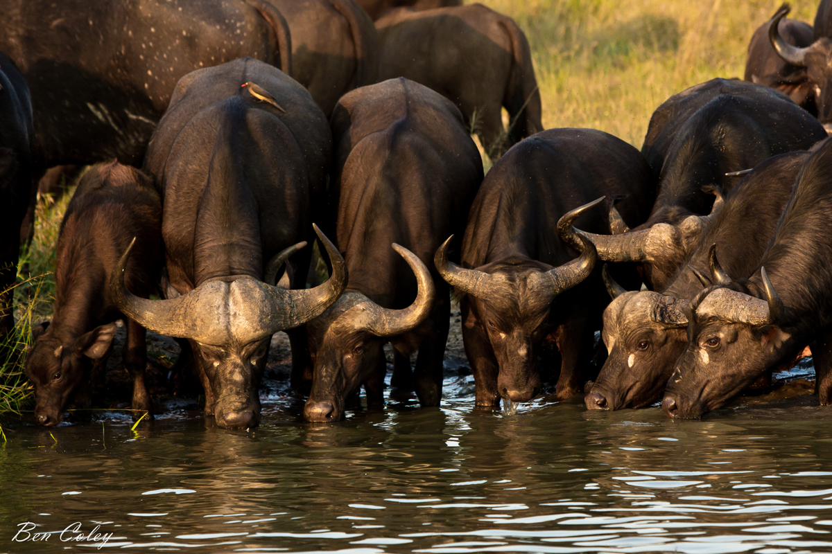Tails of the Bush: Buffalo Soldiers