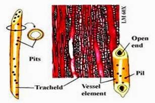 Materi Materi Kuliah: struktur dan fungsi xilem dan ploem, dan ...