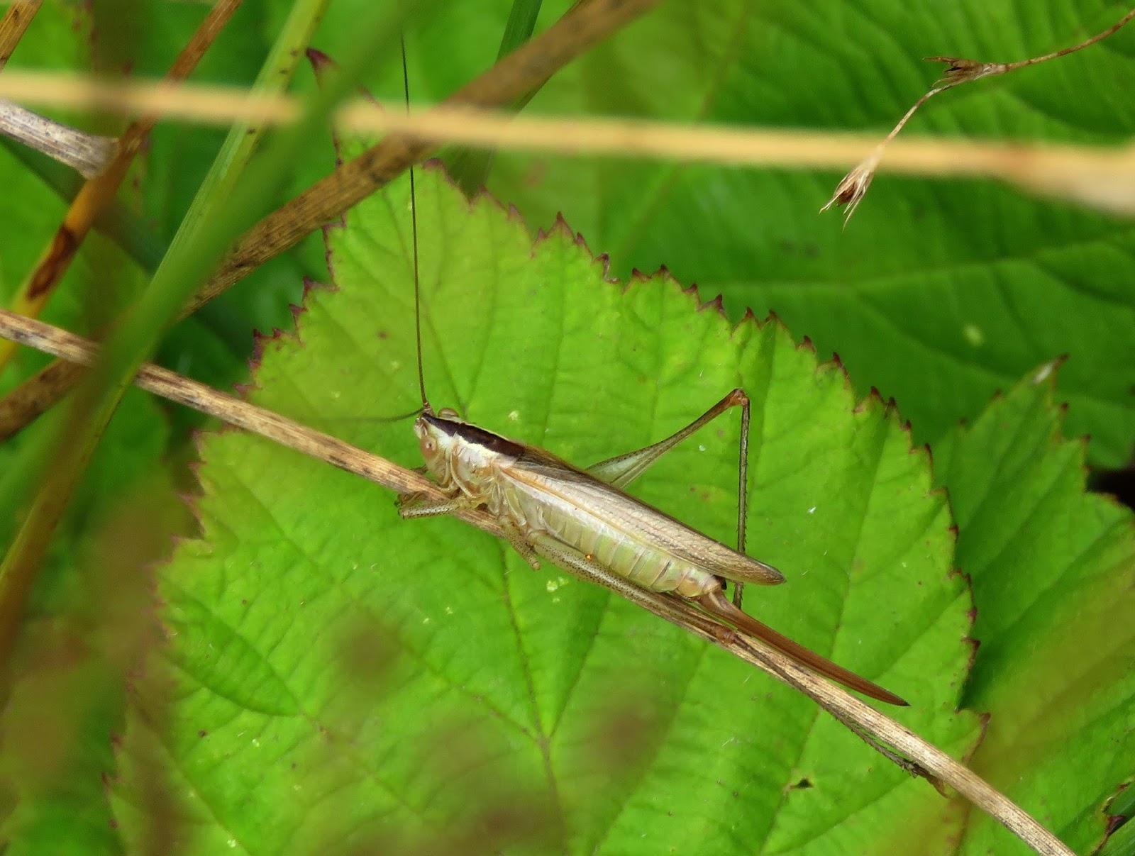 Dungeness Bird Observatory : Grasshoppers and Crickets