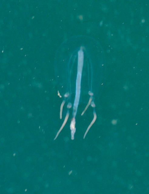 Orca Watcher: Jellyfish Invasion