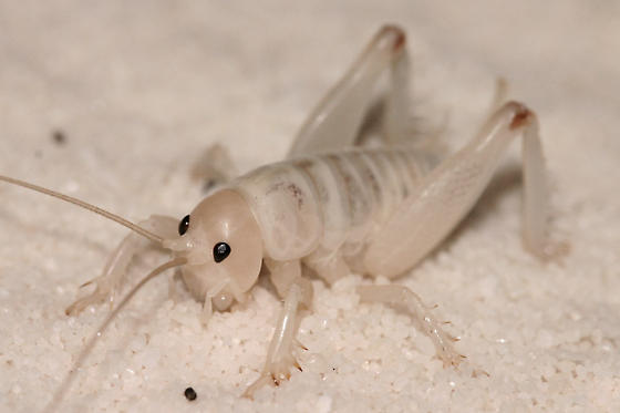 Real Monstrosities: Cave Cricket