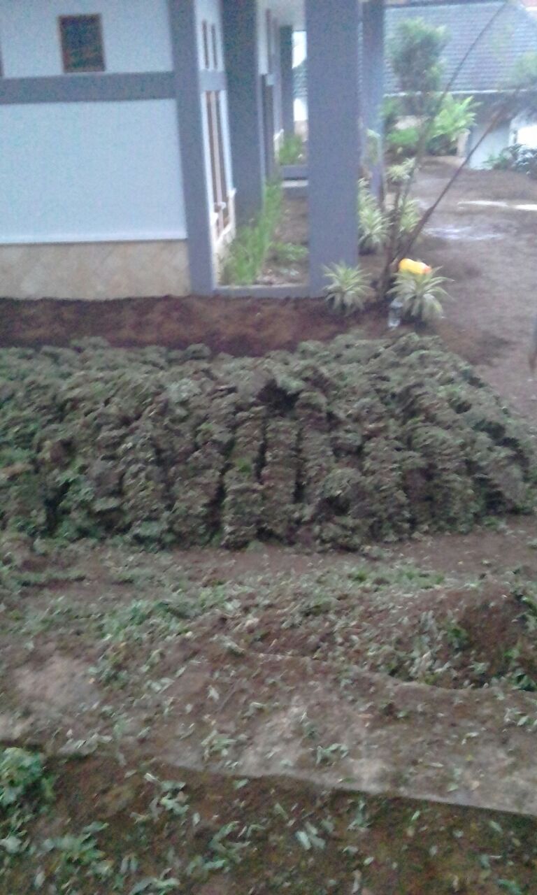 RUMPUT GAJAH MINI BATU MALANG JUNIL TAHUN 2023 ~ JUAL RUMPUT TAMAN DAN ...