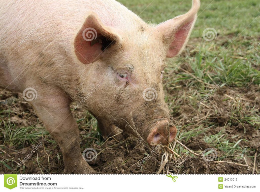 Piggery Business Philippin News Collections piggery-business-philippin-news-collections