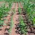 Intercropping - Types and Advantages - Cultivation Of Crops
