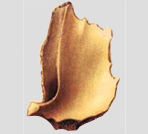 Morfofunción: Cabeza y cuello: Unguis