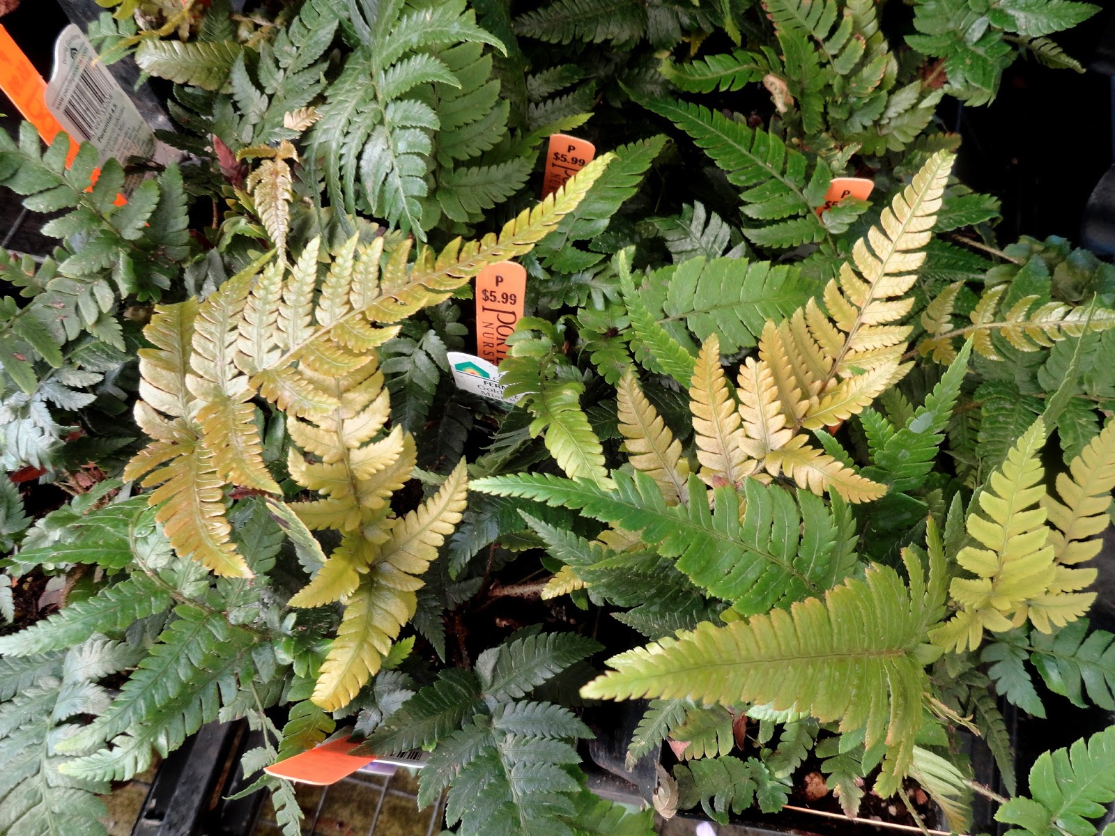 danger garden: It's not a fern table, it's a fern corner...