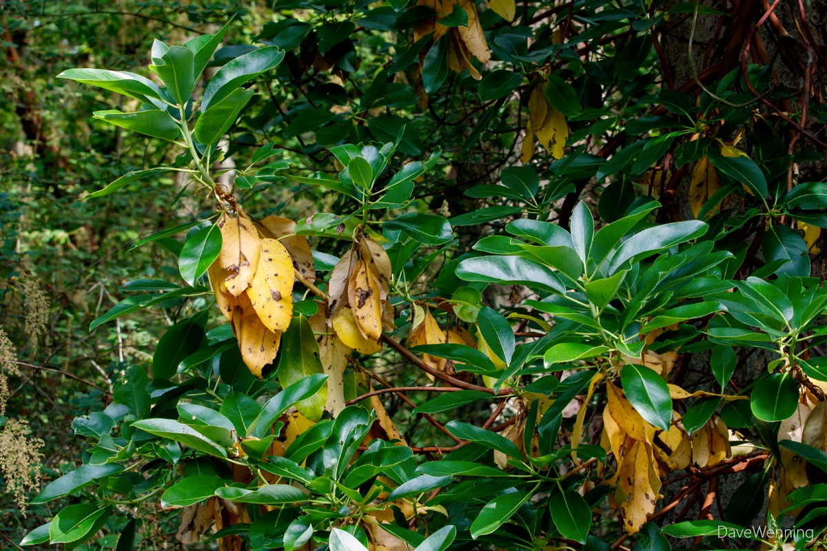 Pacific Madrona: Breaking Rules