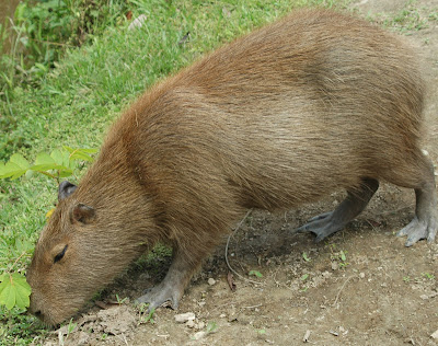 We moved from Chicago to Cuenca: We went to see the Jungle and Volcanos