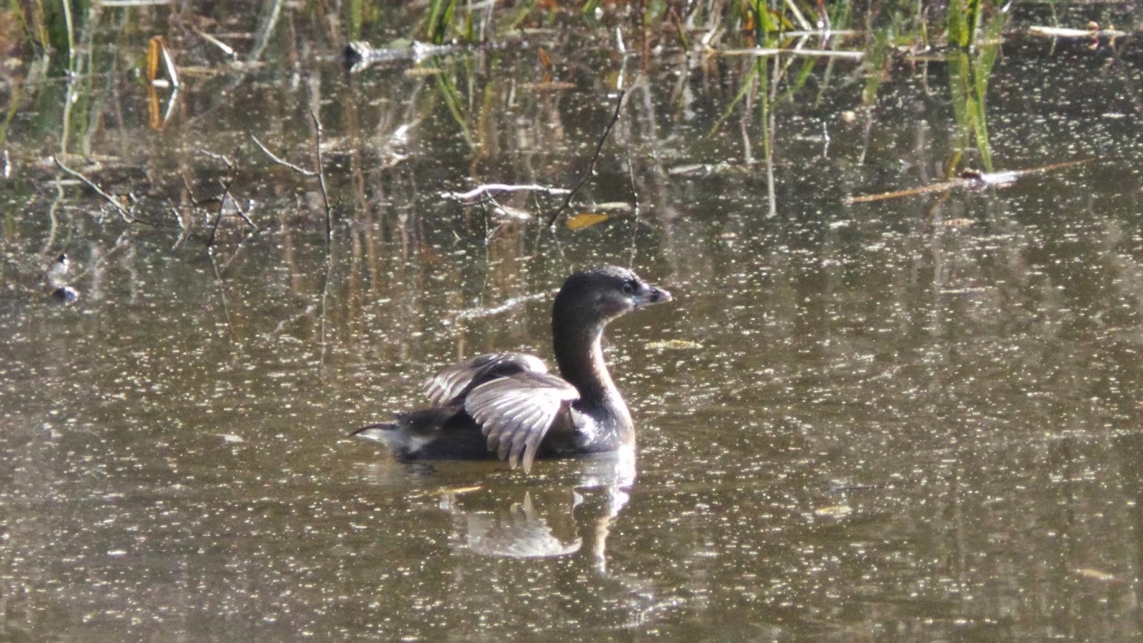 Berkeley Backyard Bird Blog: Mountain Talks Lecture: "Extraordinary ...