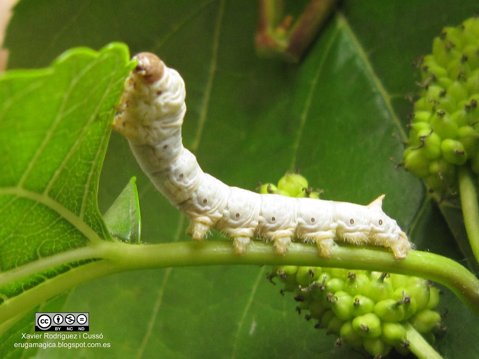 L'eruga màgica: Galeria d'imatges : Groga espanyola nº 1