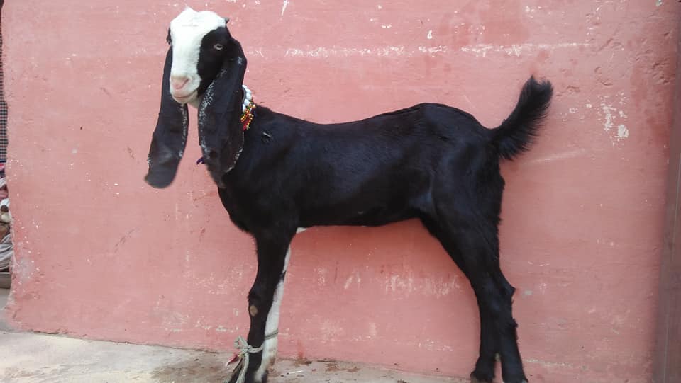 Vet in Pakistan: Goat for Sale in Multan