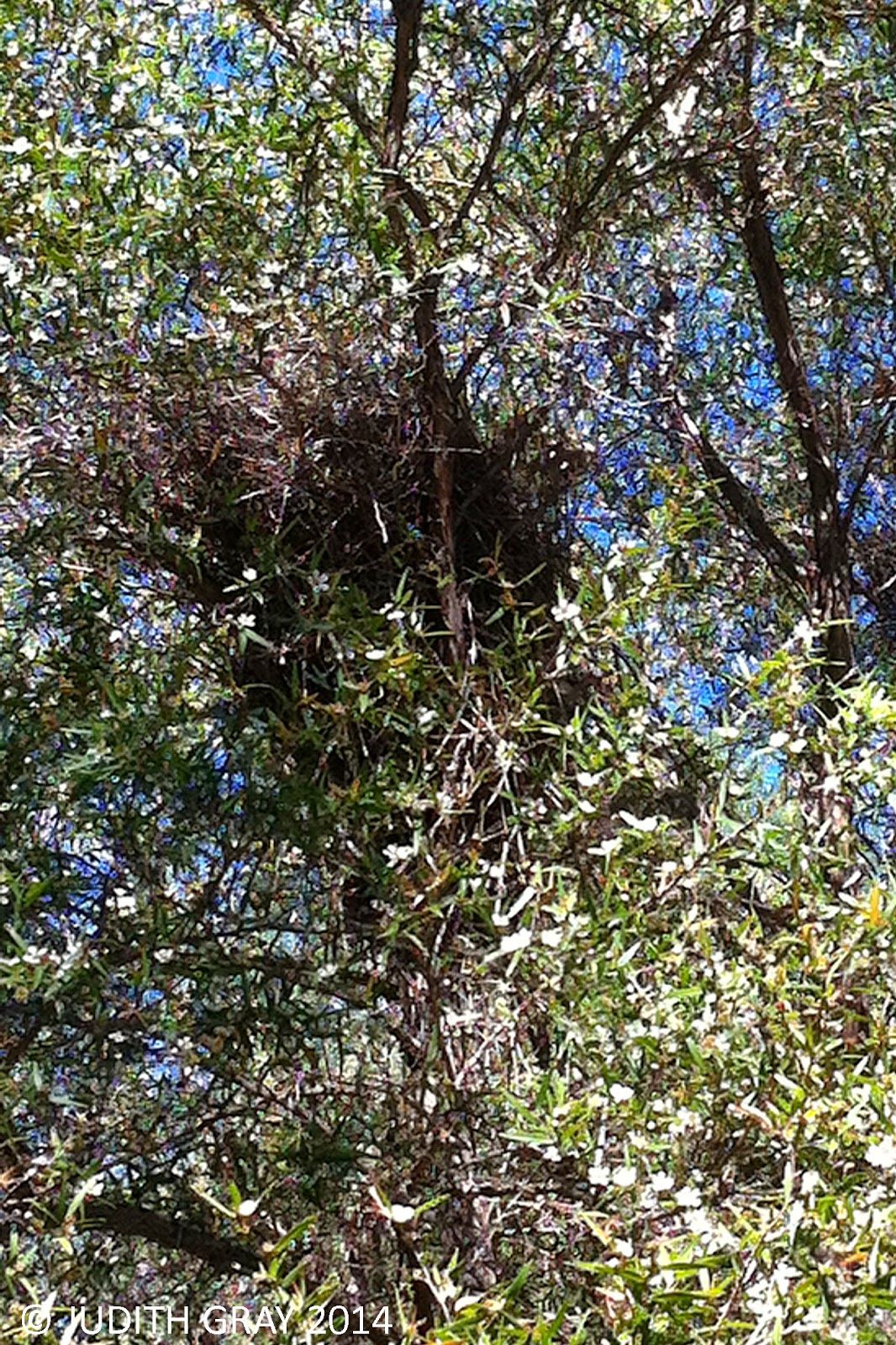 Drey's of the Common Ringtail Possum