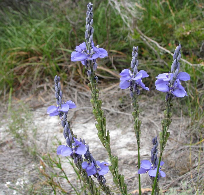 Esperance Wildflowers: Comesperma calymega - Blue-spike Milkwort