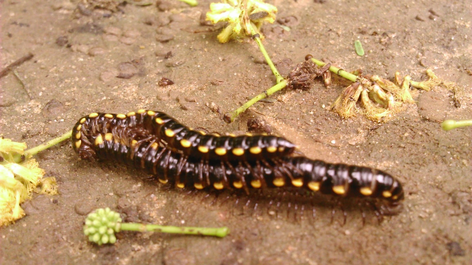 Travel, Natural, Hereditary Places Photography | Collection of Gujarati ...