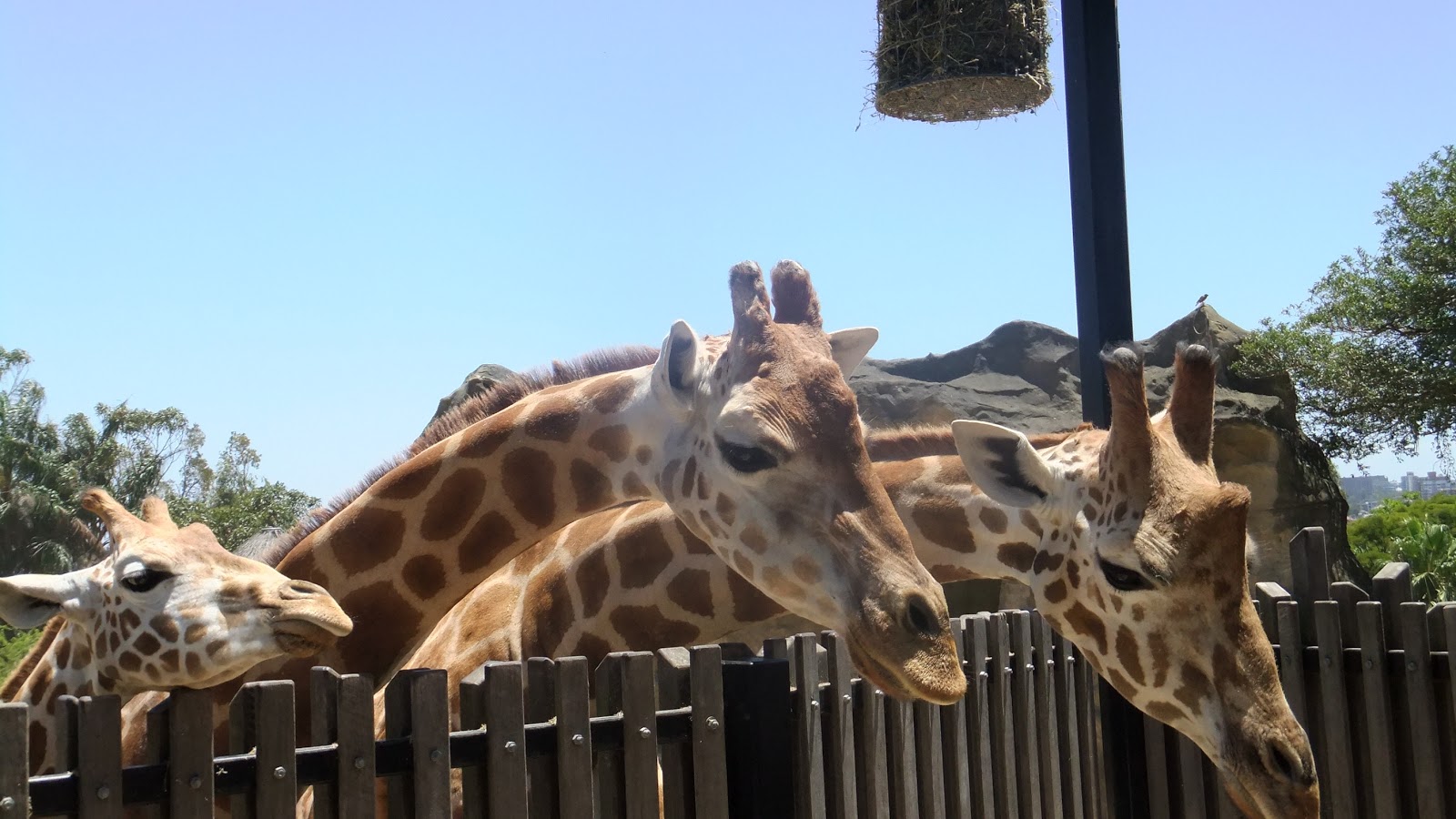 Justina-Overseas: Taronga Zoologijos Sodas Sidnėjus