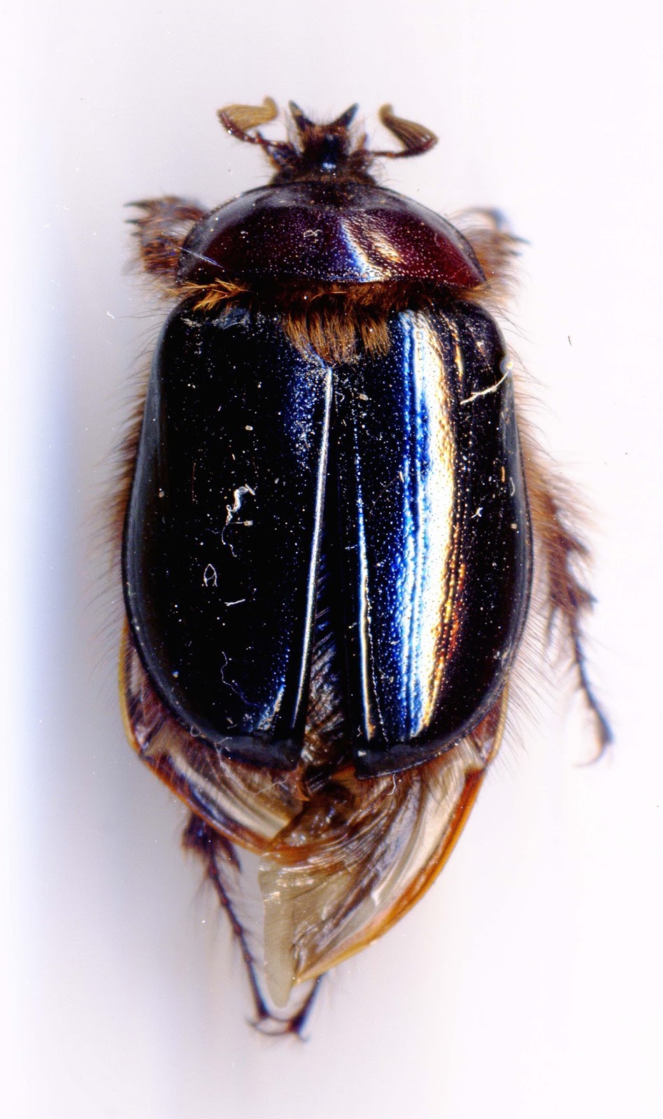 虫頭: フユセンチコガネ（Rain Beetle）Pleocoma badia hirsuta