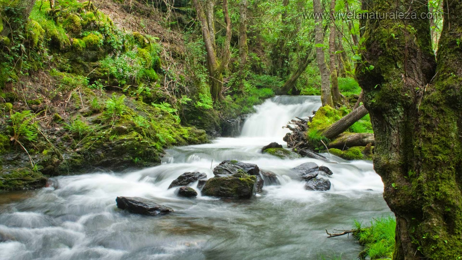 EcoPlaneta Realidades : Las aguas superficiales: Ríos