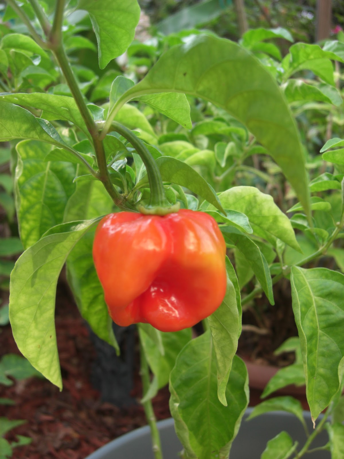 For the Love of Food: Hot Peppers: Growing A Hot Pepper Plant In Your ...