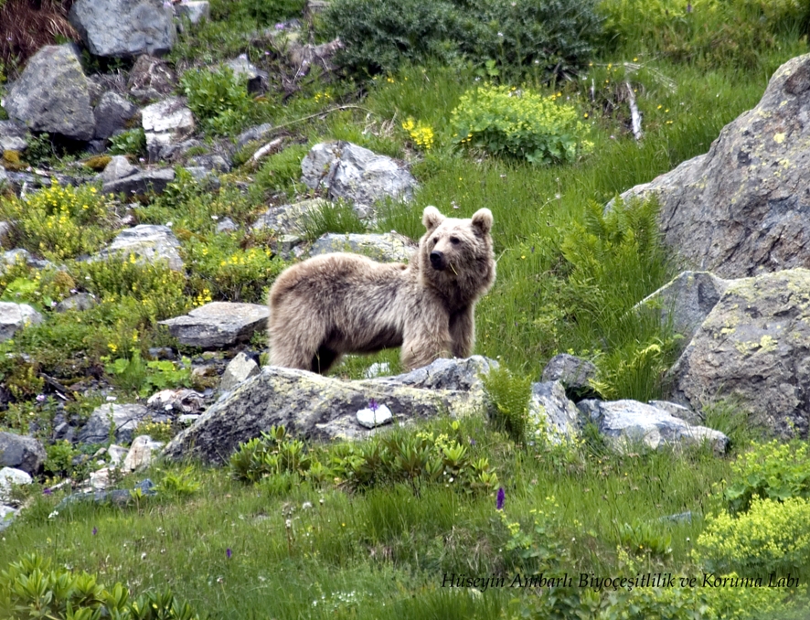 Brown Bear Studies in Turkey: April 2011
