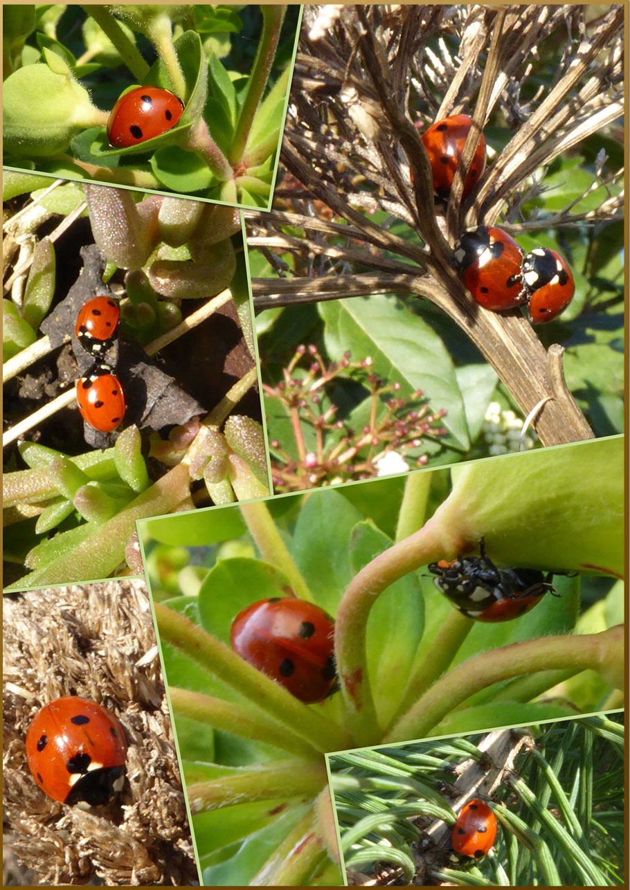 ...COQUELICOTS, COQUILLAGES...et BELLES PAGES !: Les coccinelles sont ...