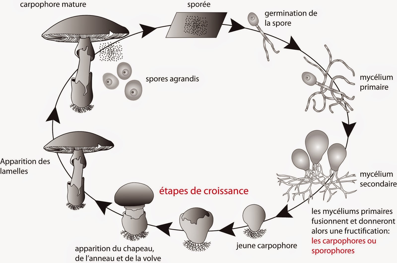 LES THALLOPHYTES (Les champignons) ~ ecologie environnement