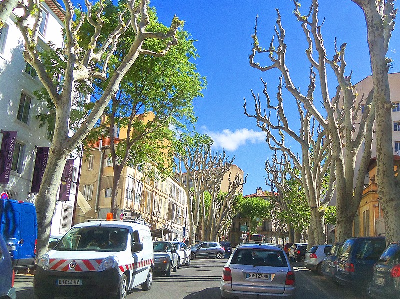 Provence: Pollarded Plane Trees