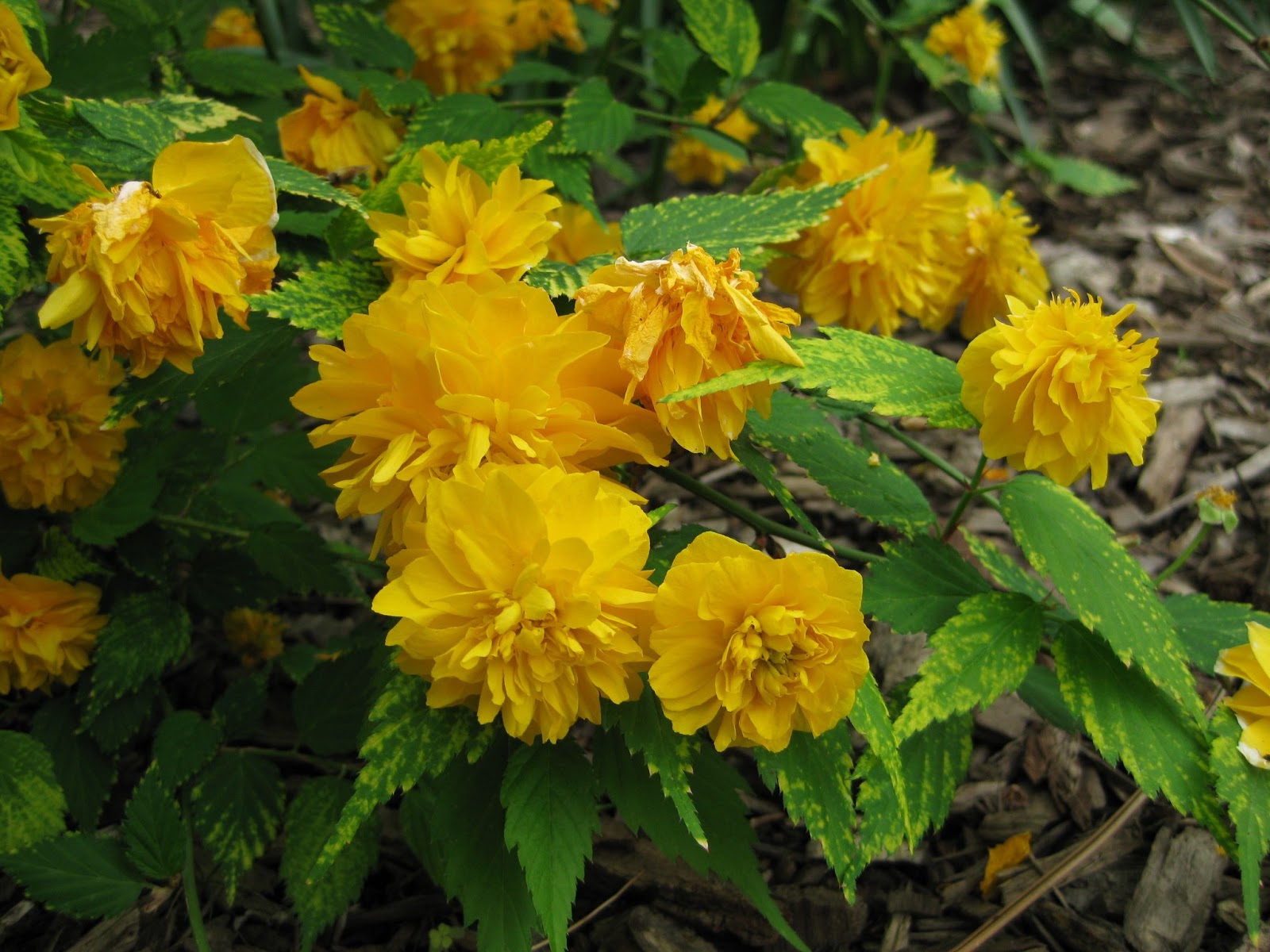 Rotary Botanical Gardens - Hort Blog: Kerrias For Killer Spring Color