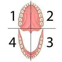 CENTRO DENTAL VALGA: LAS PIEZAS DENTALES TIENEN SU PROPIO NUMERO