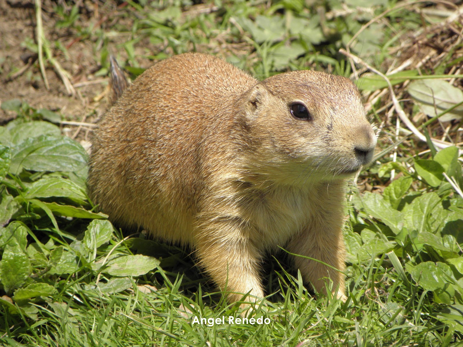 Perrito de la pradera. Típico de oa estepa | Estepa, Perrito, Perrito ...