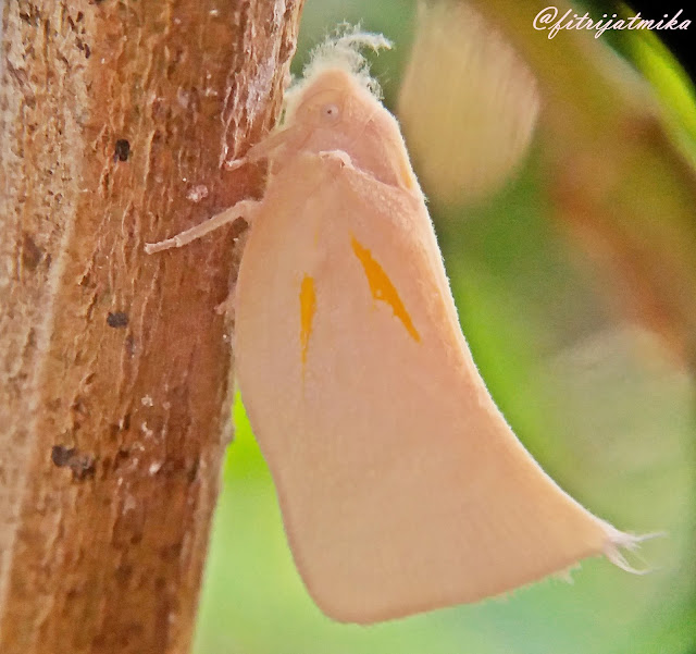Lawana candida (White Moth Cicada)
