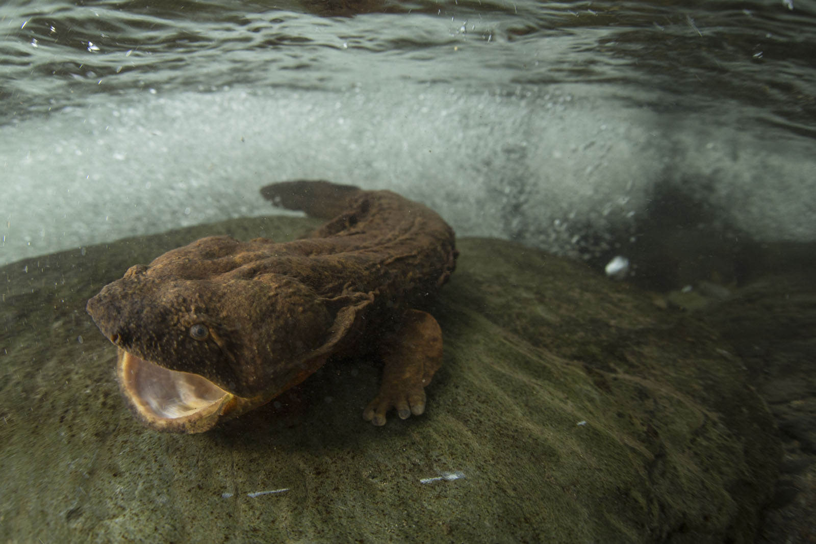 St. Louis Herpetological Society: Hellbender Conservation Efforts in ...