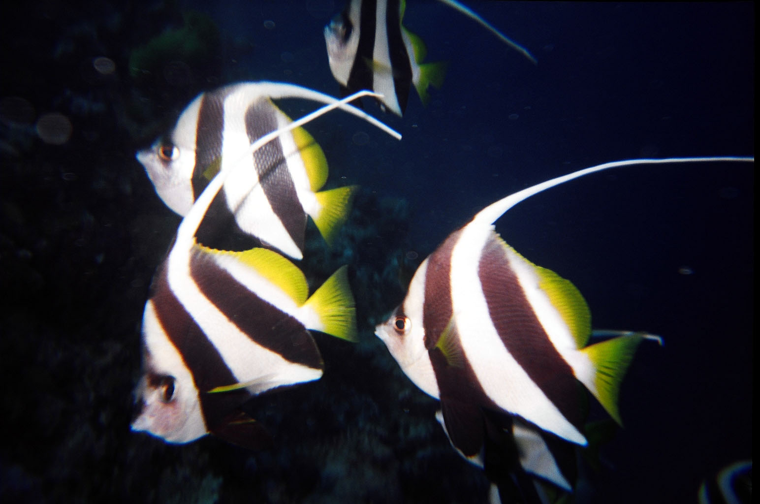 Moorish Idol - MY PETS