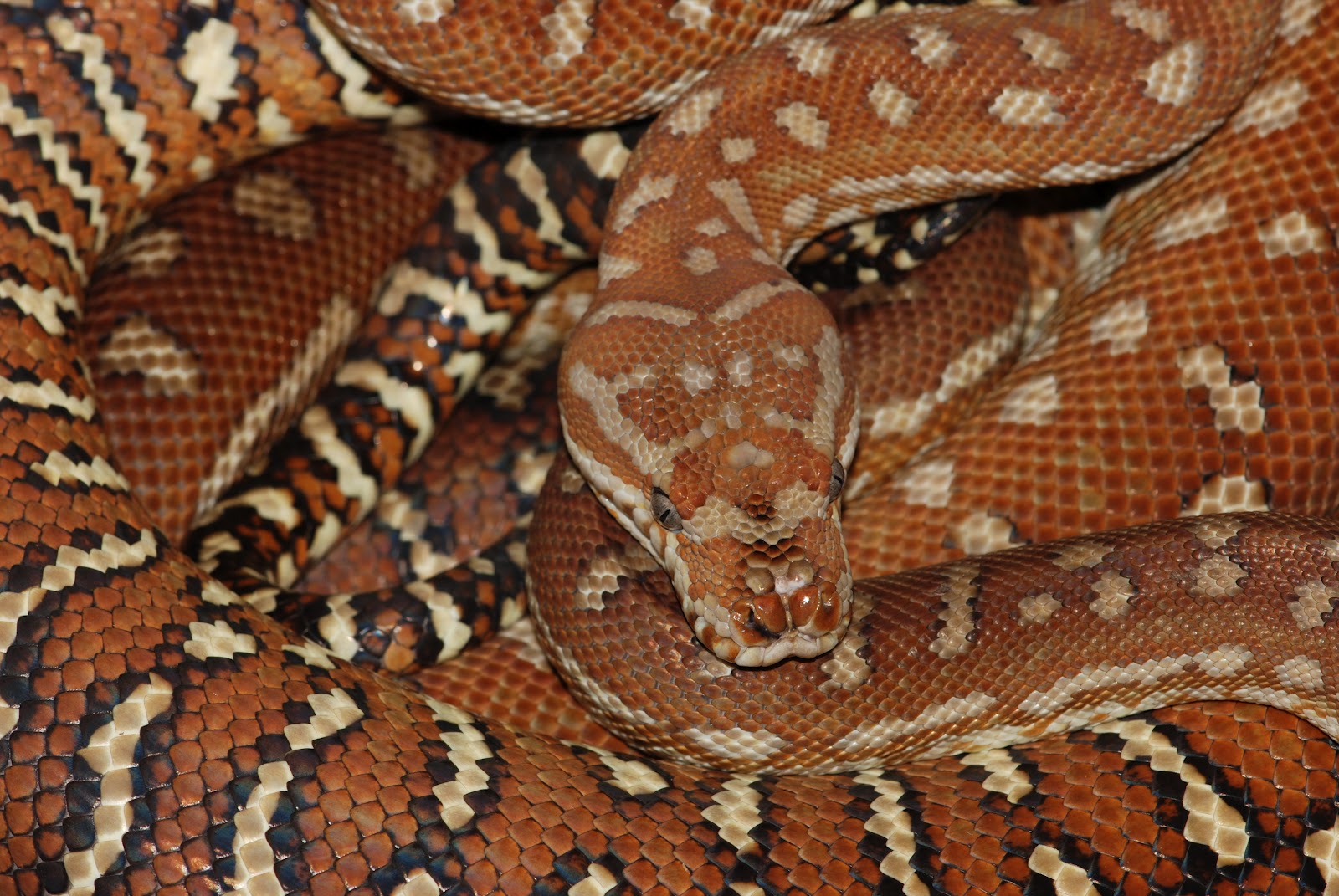 EuropeanAdder: Morelia bredli