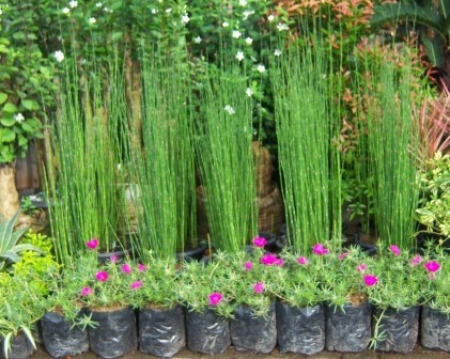 POHON BAMBU AIR - kebon kembang bogor